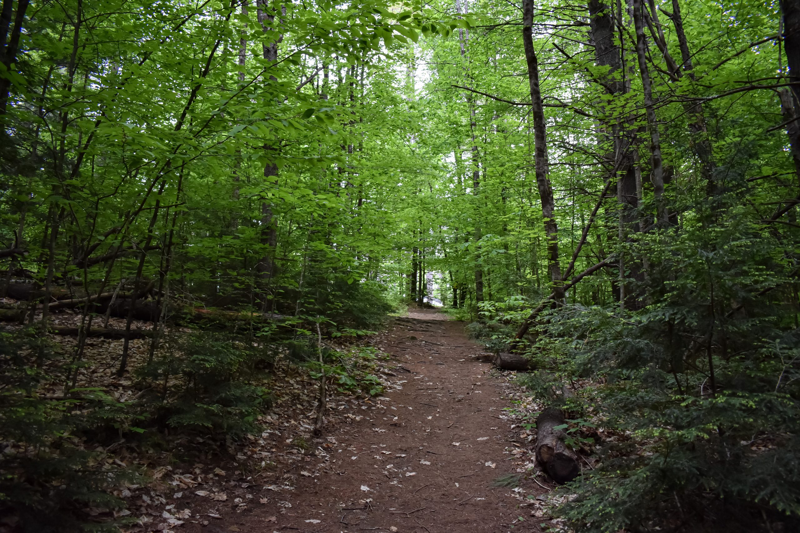 Gallery - Crows Nest - Happy Grounds